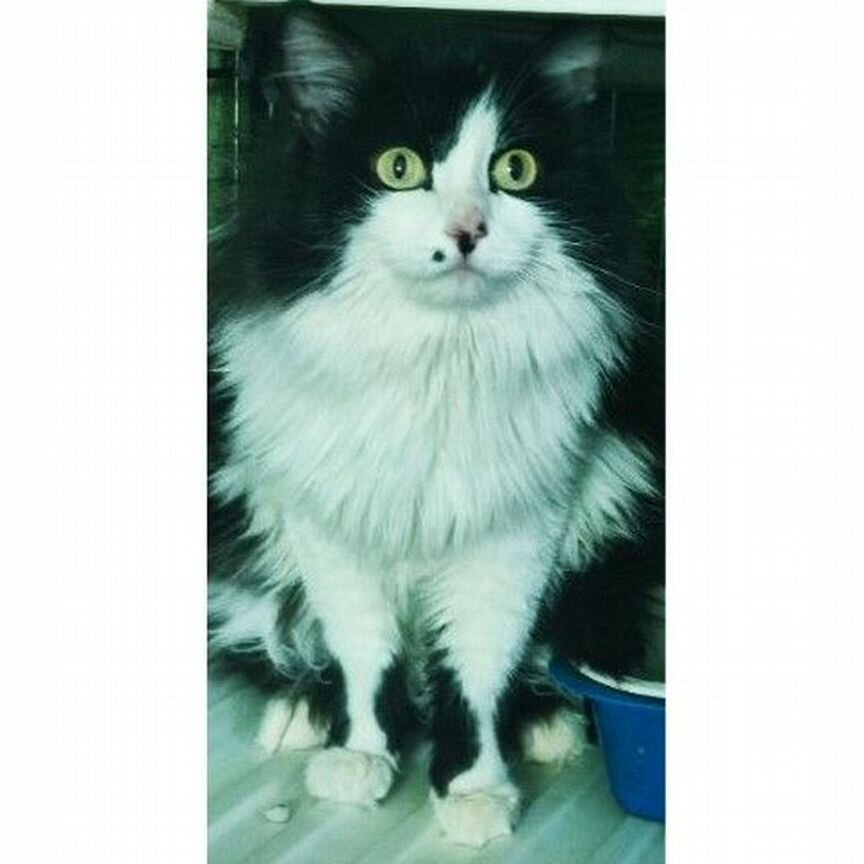 Взрослая, Девочка кошка в добрые руки