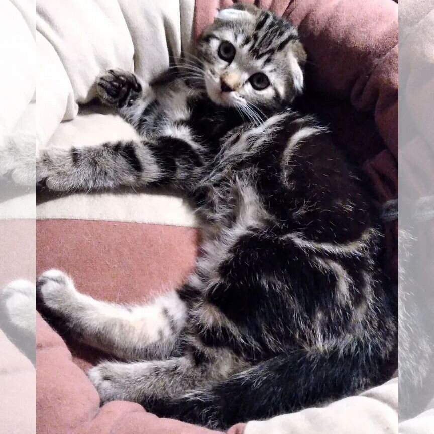 Шотландский вислоухий короткошёрстный котёнок