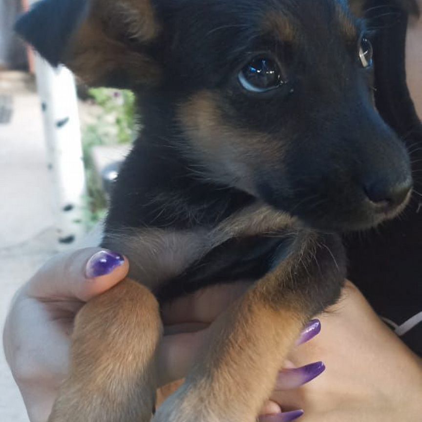 Собака в добрые руки щенок