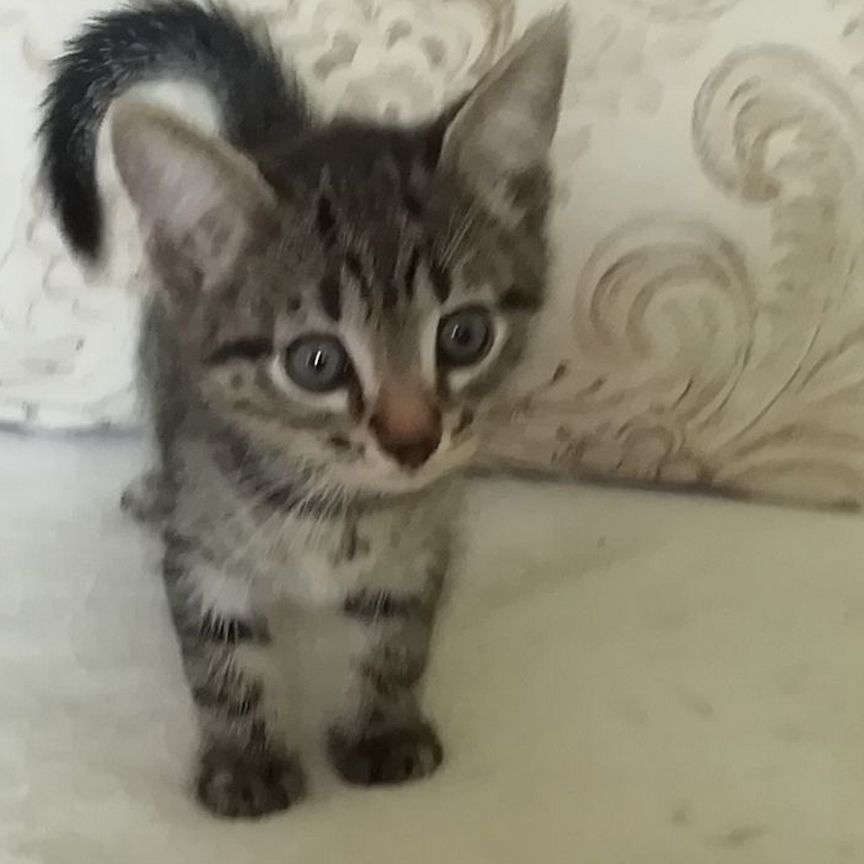 Котёнок от частного владельца