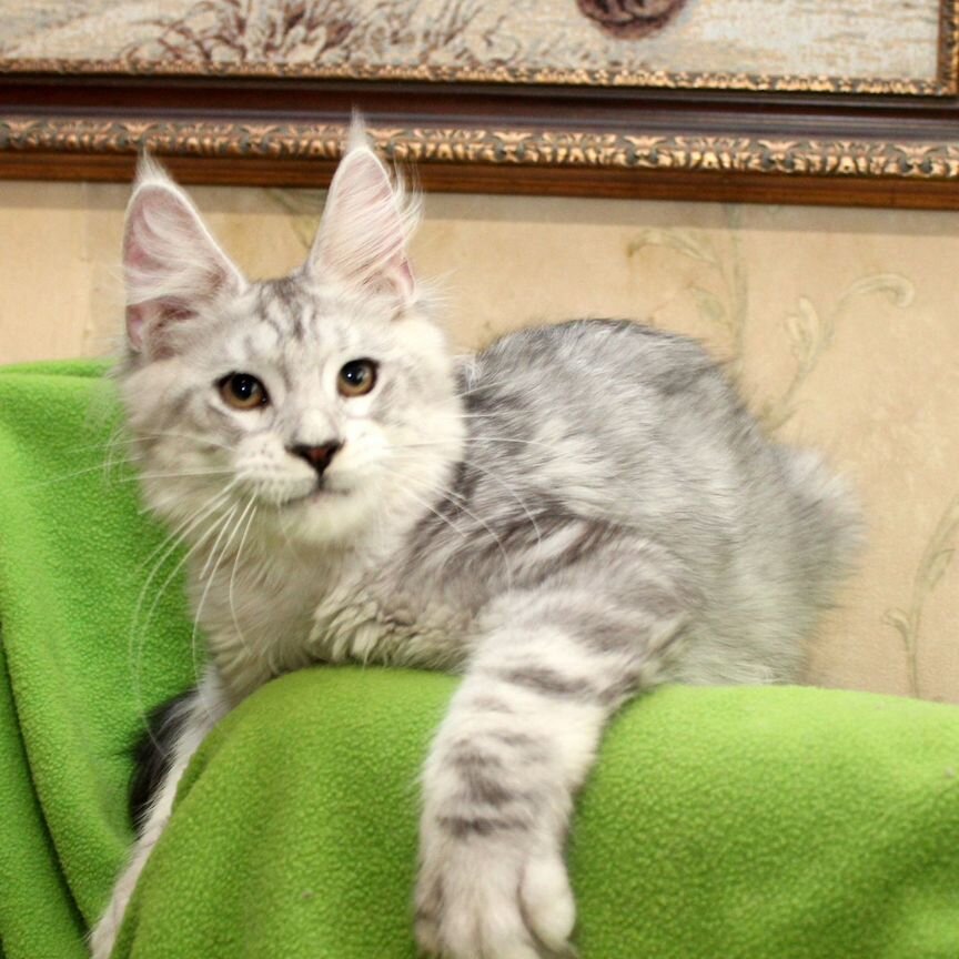 Очень крупный котик