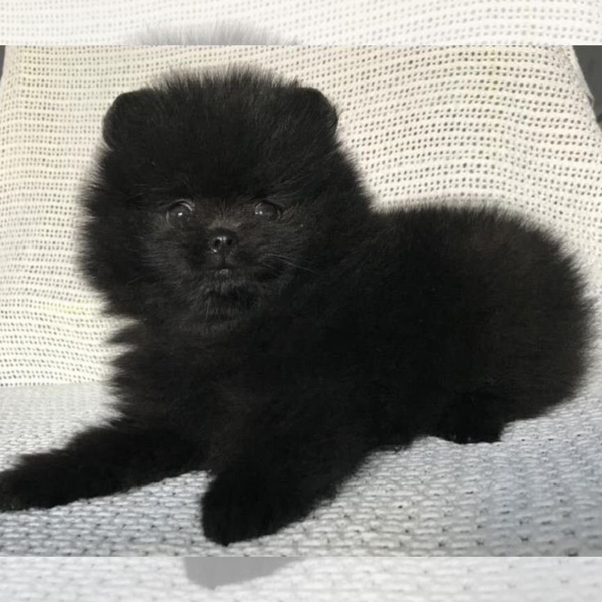 Померанский шпиц