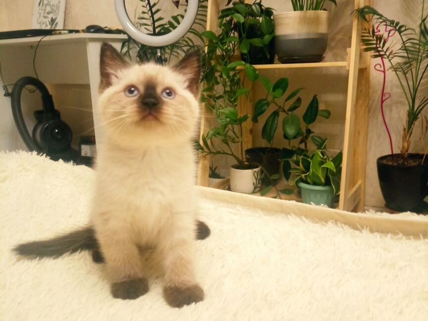 Котёнок девочка