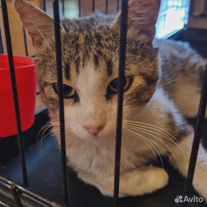 Простенький котик из Никольского