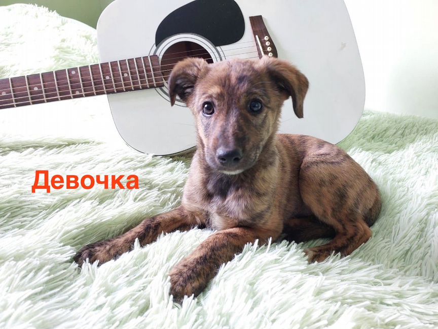 Щенки в добрые руки