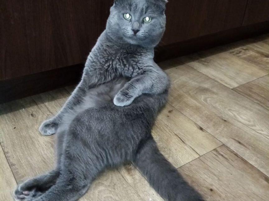 Британский вислоухий кот отдам в добрые руки