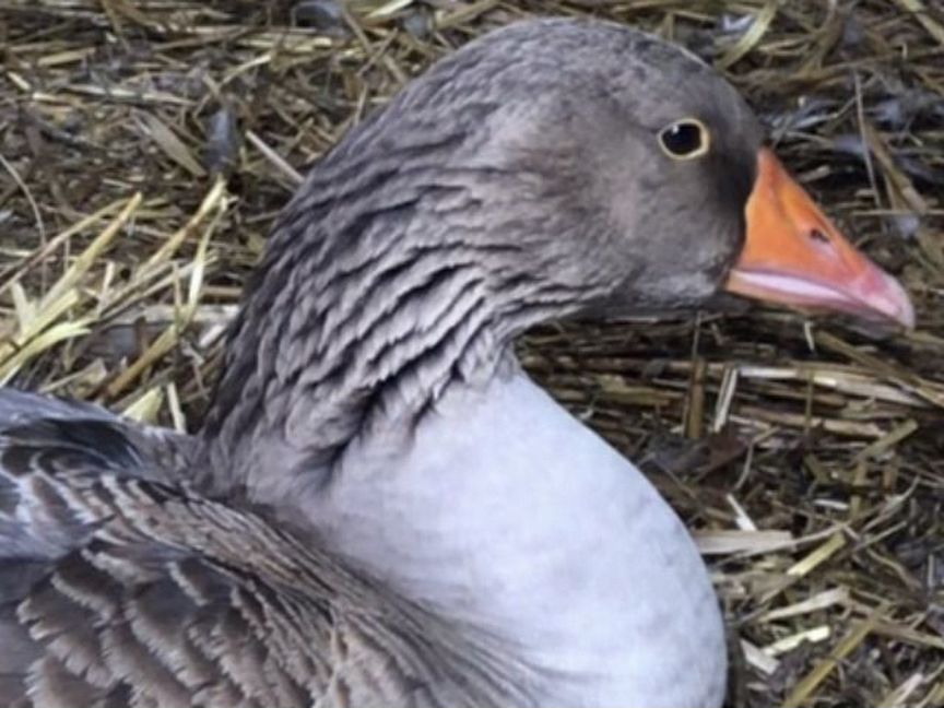 Гусь, породы "большой, серый"