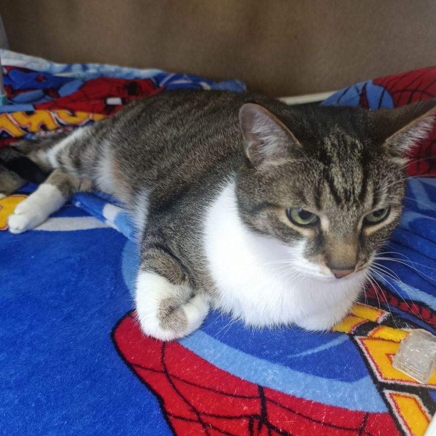 Взрослый кот от частного владельца