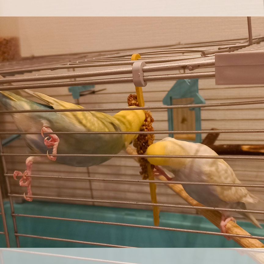 Волнистый попугай