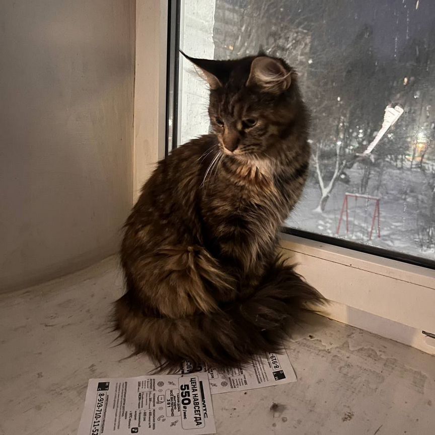 Мейн-кун, взрослая кошка