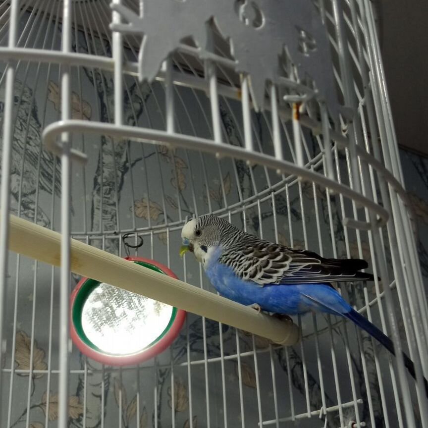 Волнистый попугай с клеткой