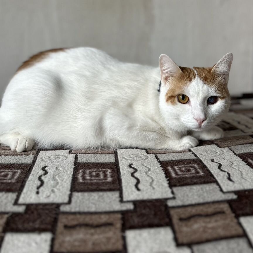 Кот Филя бесплатно 1,5 года