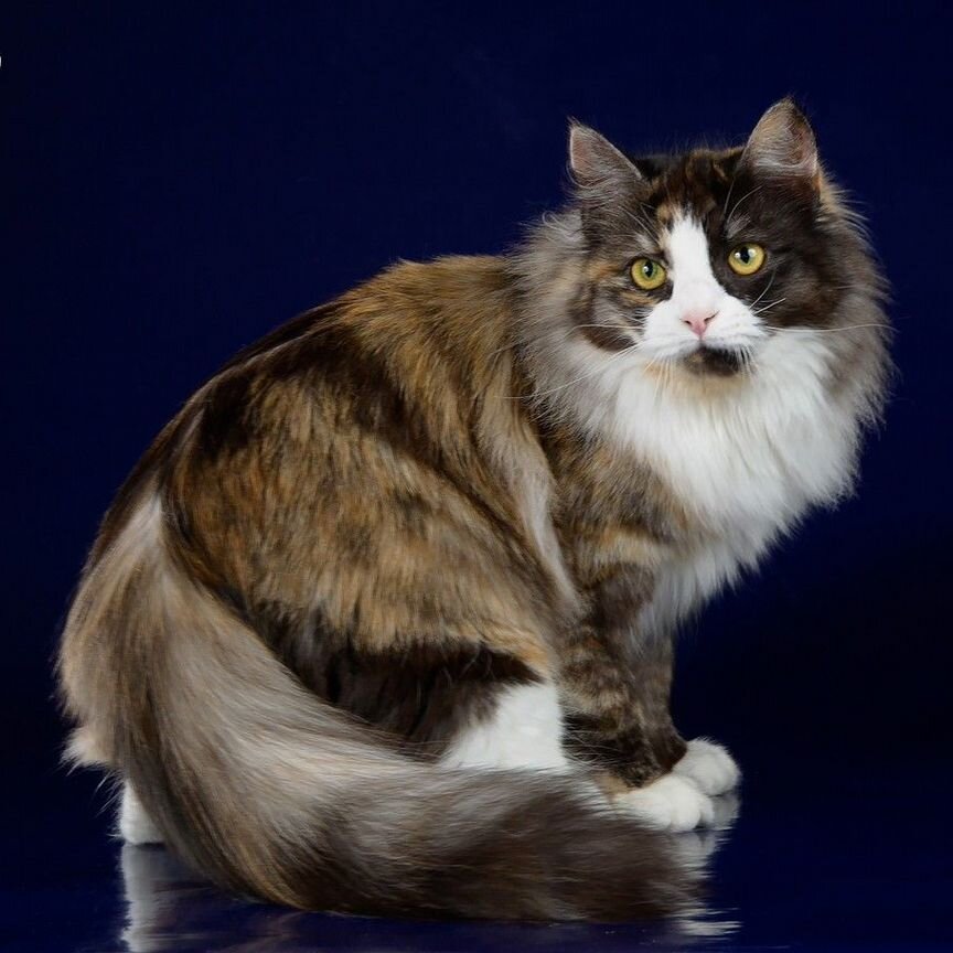 Сибирская кошка