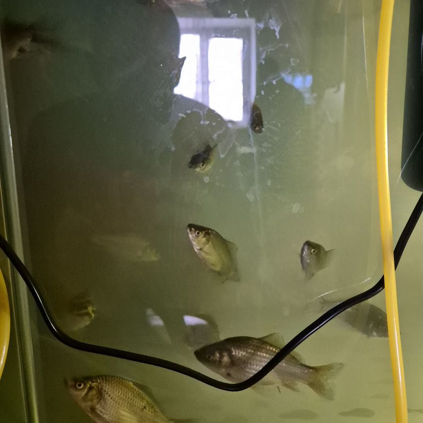 Рыба кометы малек