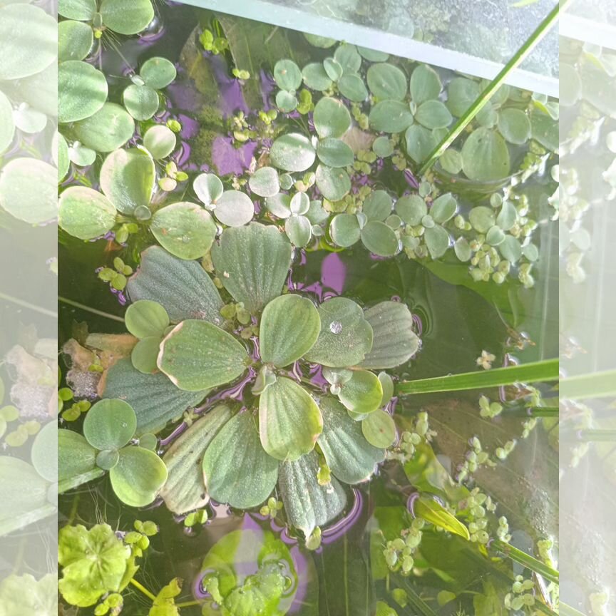 Пистия королевская