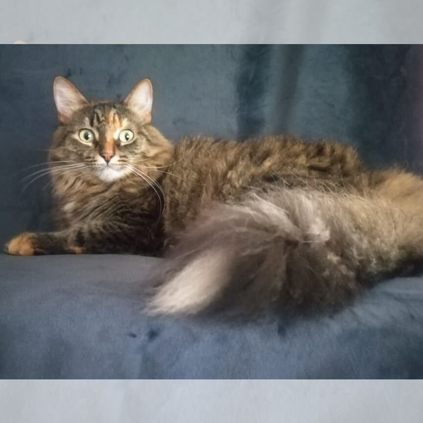 Кошка молодая в дар в добрые руки бесплатно