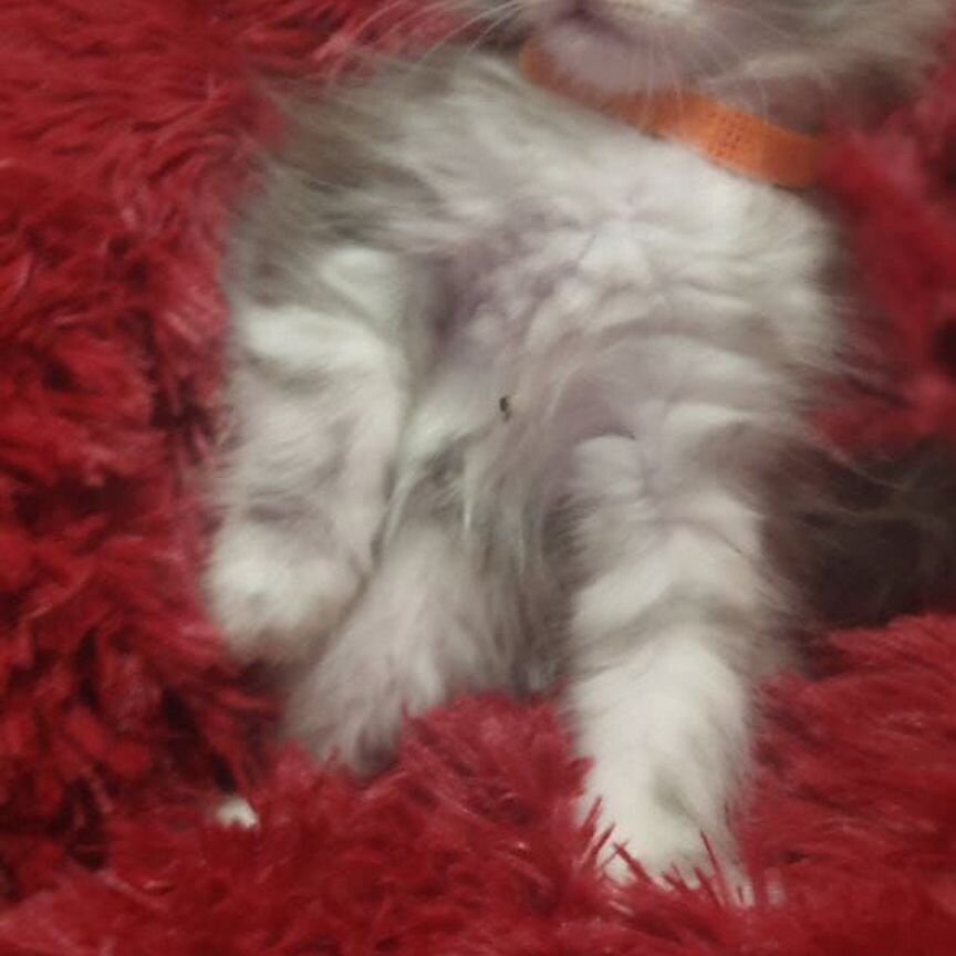 Котята мейн-кун