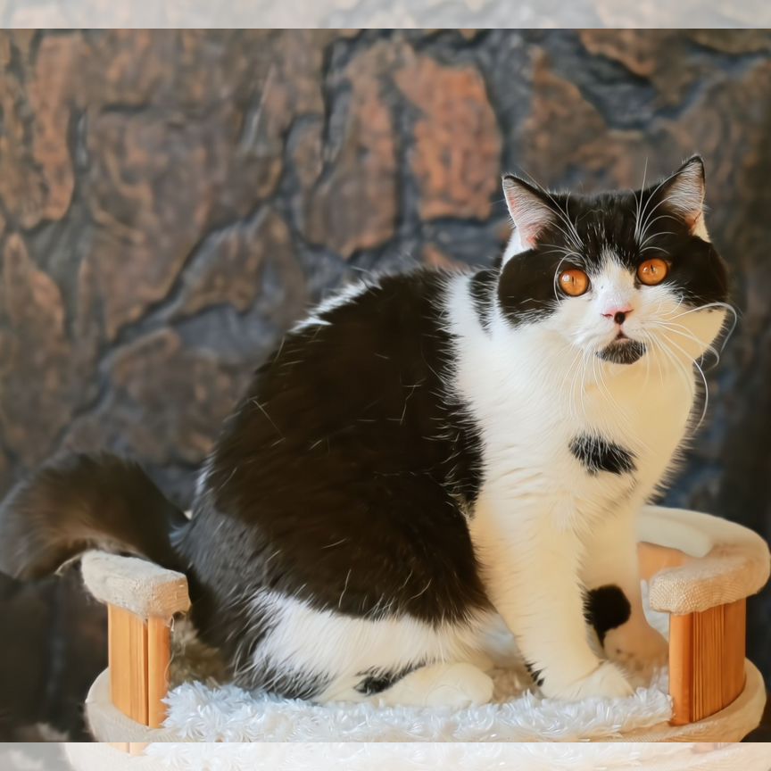 Британский короткошёрстный котёнок