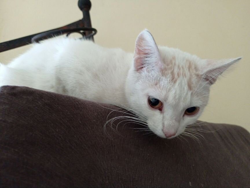 Кошка, щенки