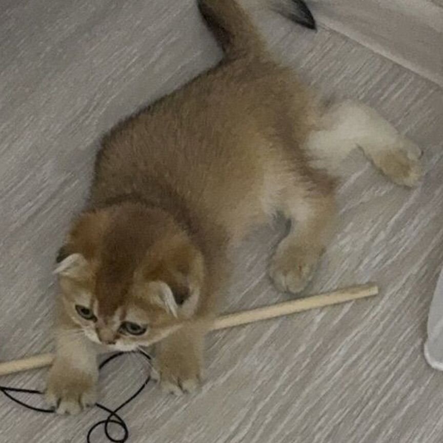 Шотландский вислоухий короткошёрстный котёнок