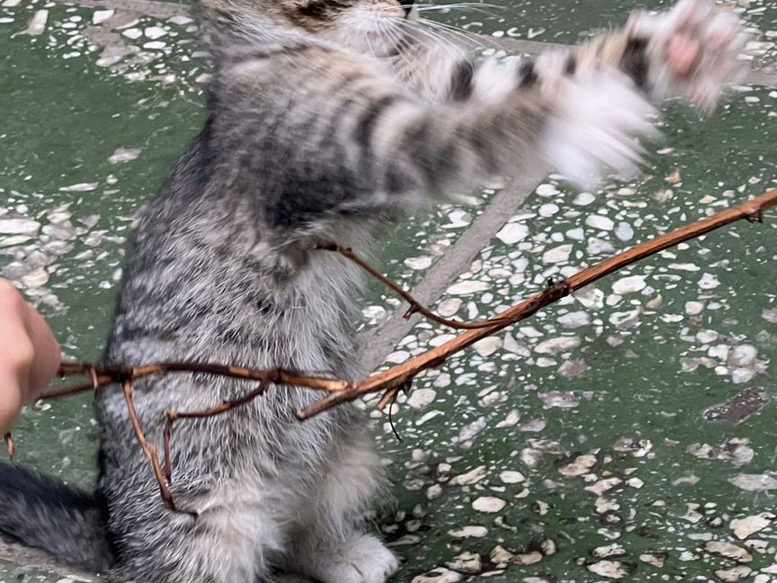 Котята дворовые