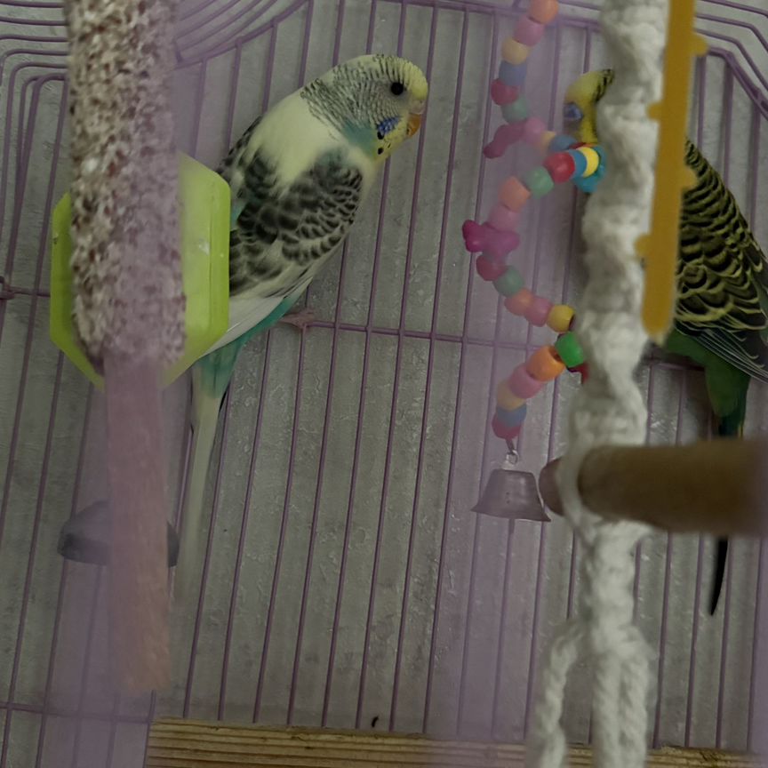 Попугаи волнистые с клеткой