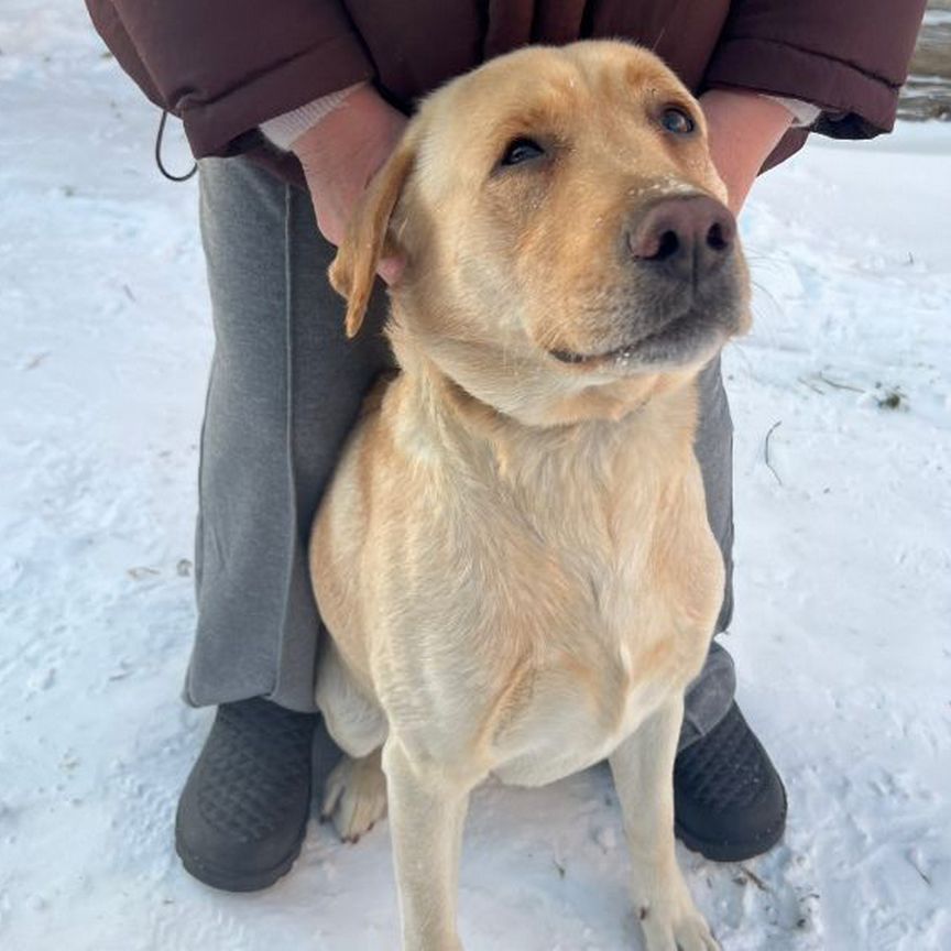 Лабрадор-ретривер, взрослый пёс
