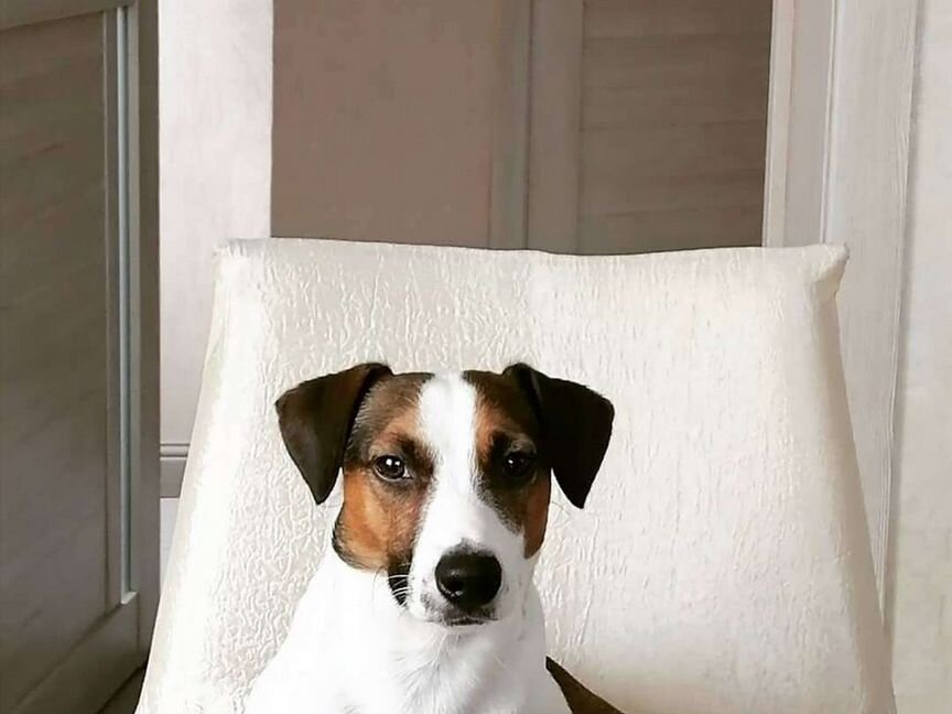 Джек Рассел терьер вязка