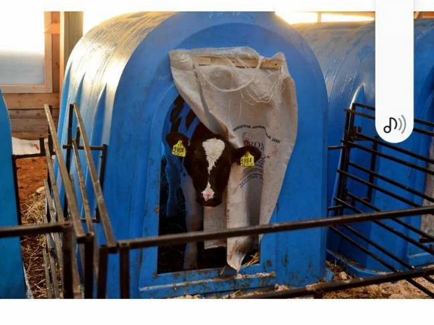 Домики для телят