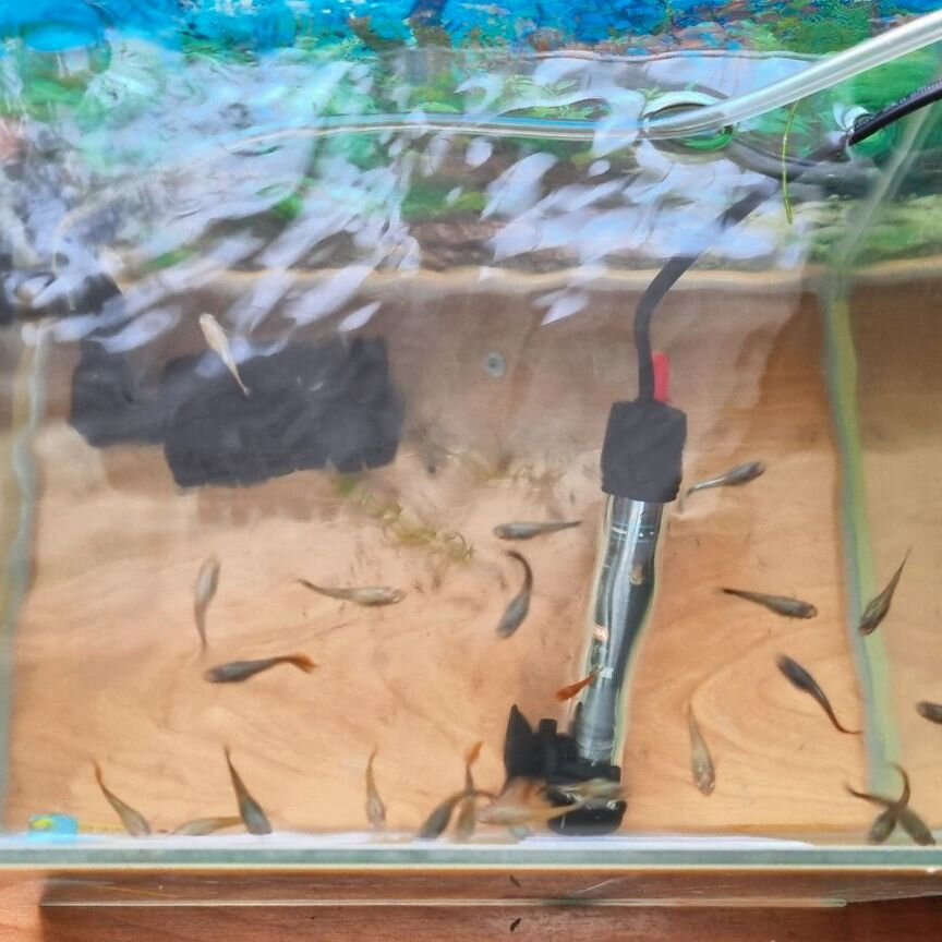 Гуппи молодняк