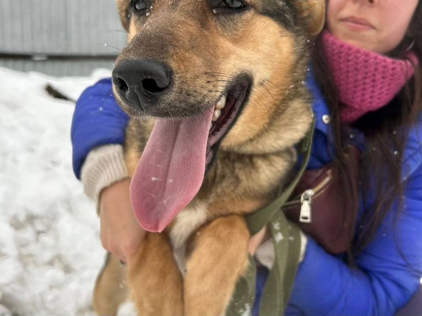 Щенок Лампа из приюта в добрые руки
