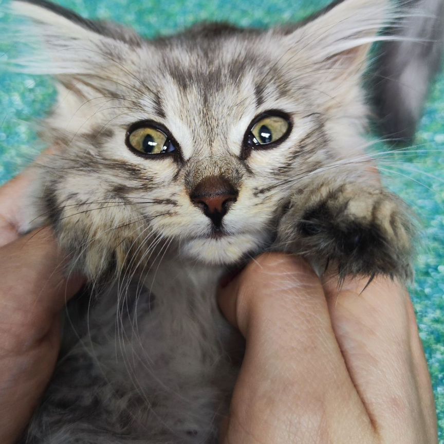 Котяка-на-руках-валяка. Котенок ищет дом