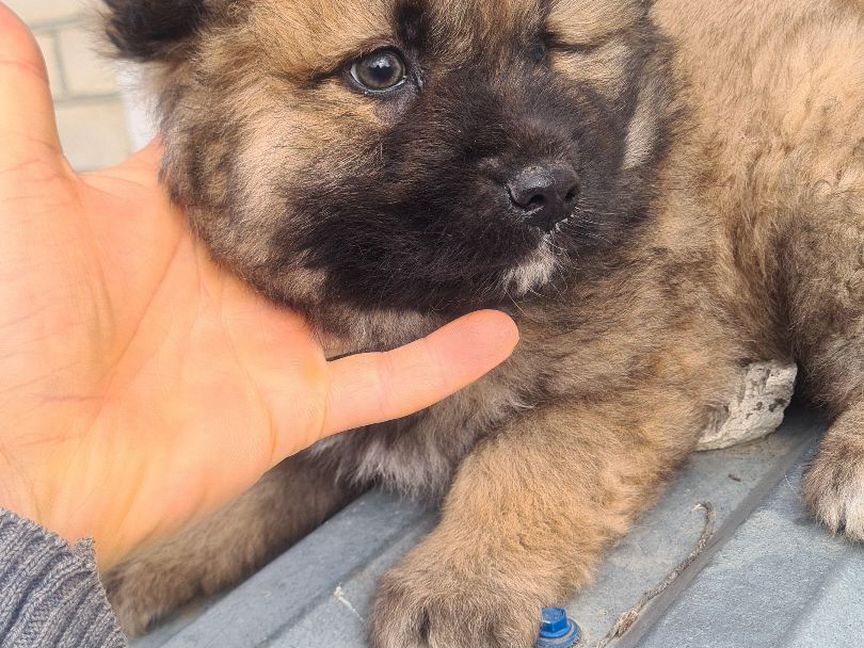 Щенок кобель дворовый лохматый