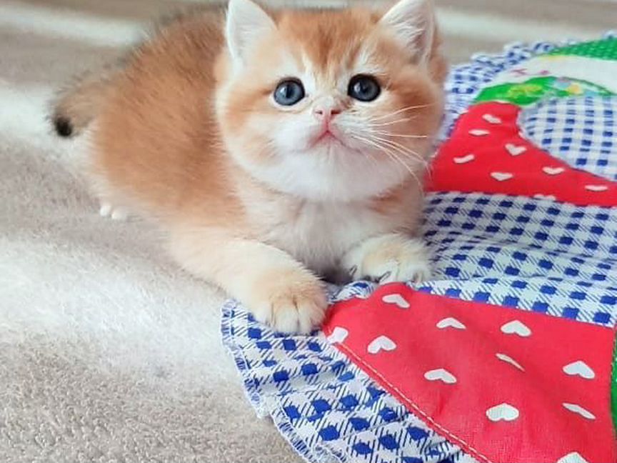 Британские котята