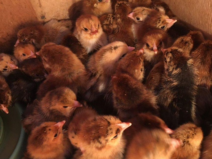 Цыплята кученские юбилейные суточные