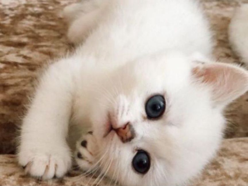 Британская серебристая шиншилла