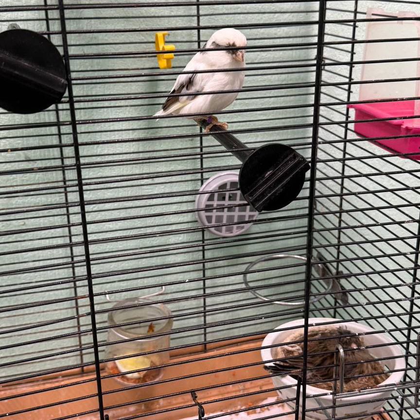 Канарейка глостер