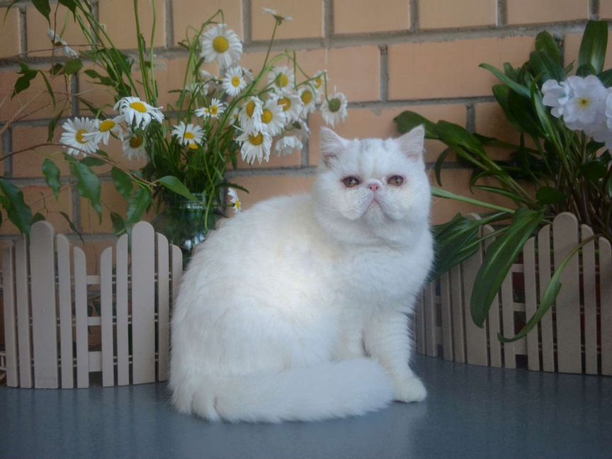 Белоснежный экзот