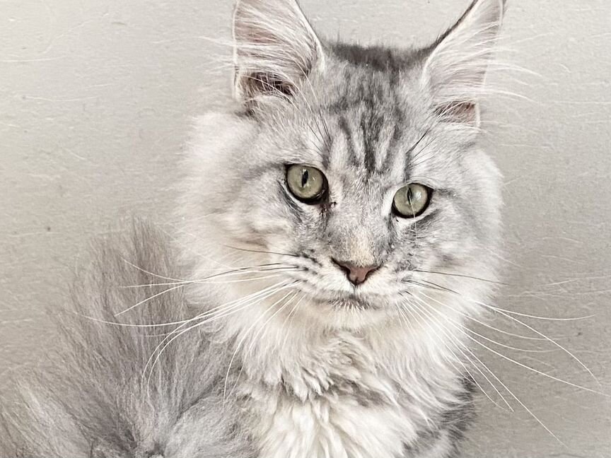 Мейн-кун котик Пончик серебро
