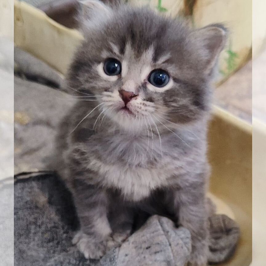 Котёнок в добрые руки