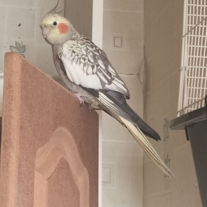 Попугаи корелла с клеткой