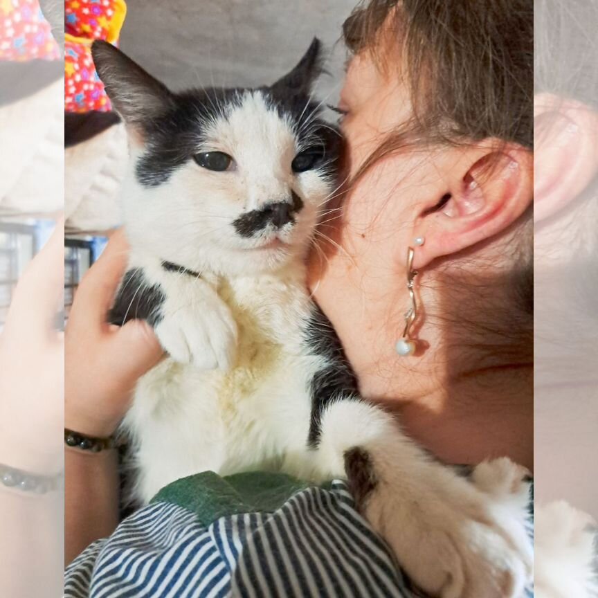 Котик в поисках дома