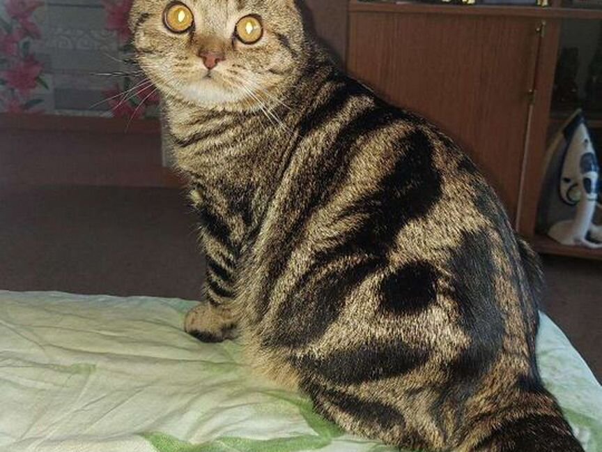 Шотландский кот вязка