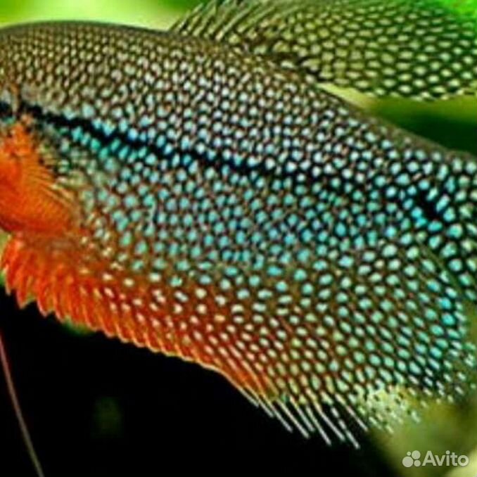 Гурами ассортимент Аквариумные рыбки в магазине