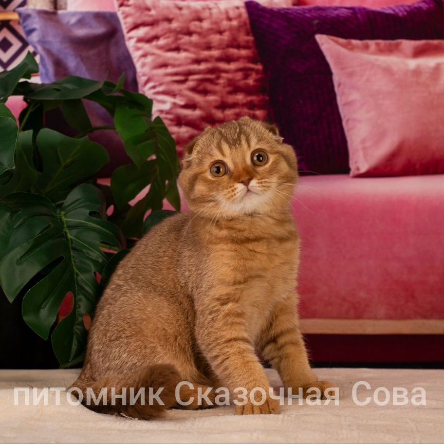 Золотой котик