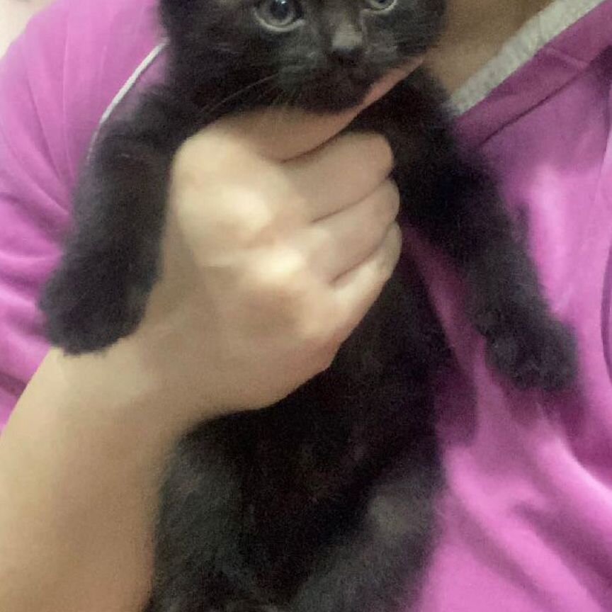 Шотландские вислоухие котята