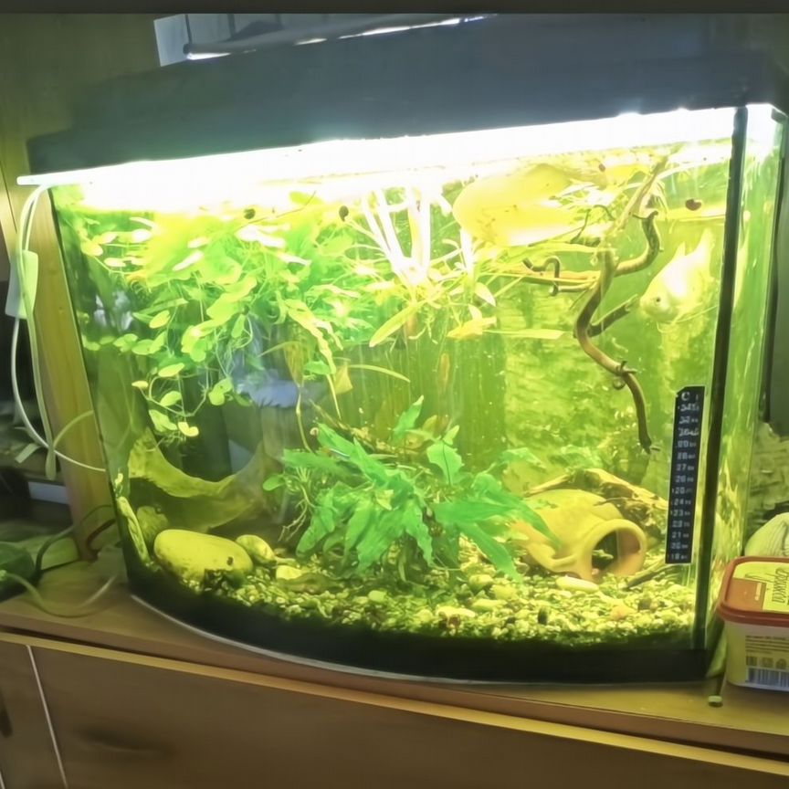 Аквариум с рыбками