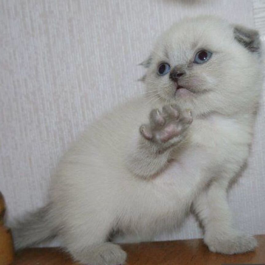 Шотландские котята