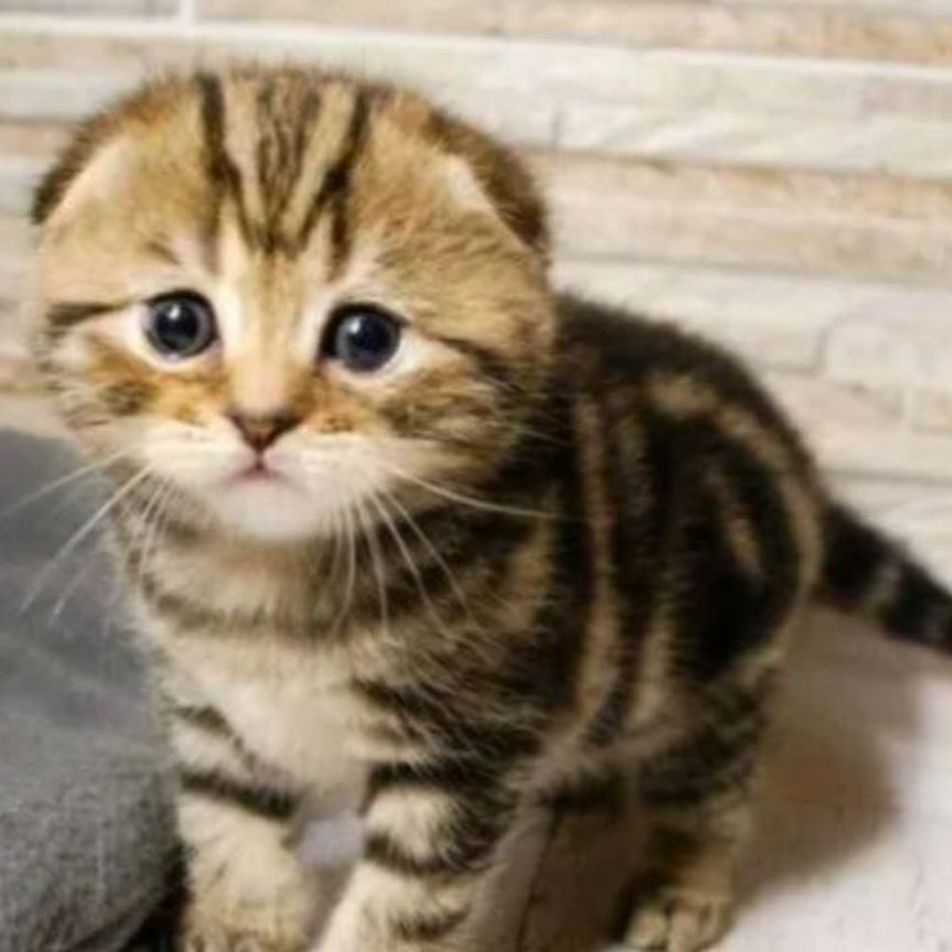 Шотландский вислоухий короткошёрстный котёнок
