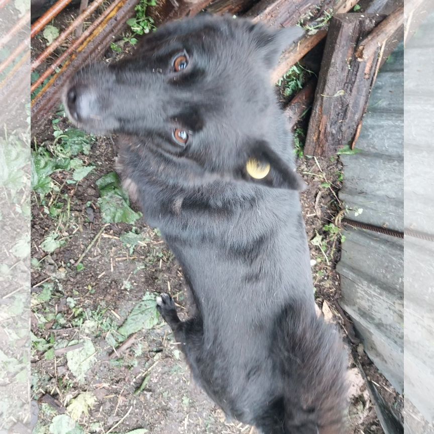Собака в добрые руки